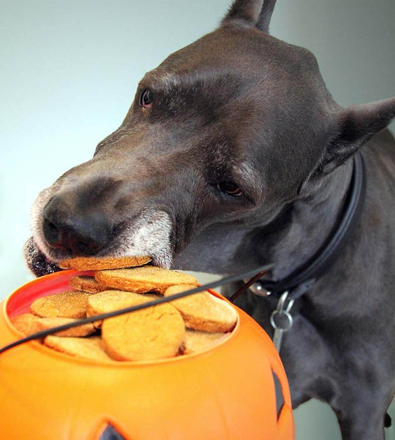 Lean Dog Treats | Felcana