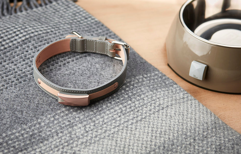 Fitbit-Like Activity Trackers for Dogs and Cats | Felcana