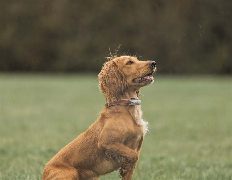 My Dog Is Slowing Down, Should I Be Worried? [2022] | Felcana